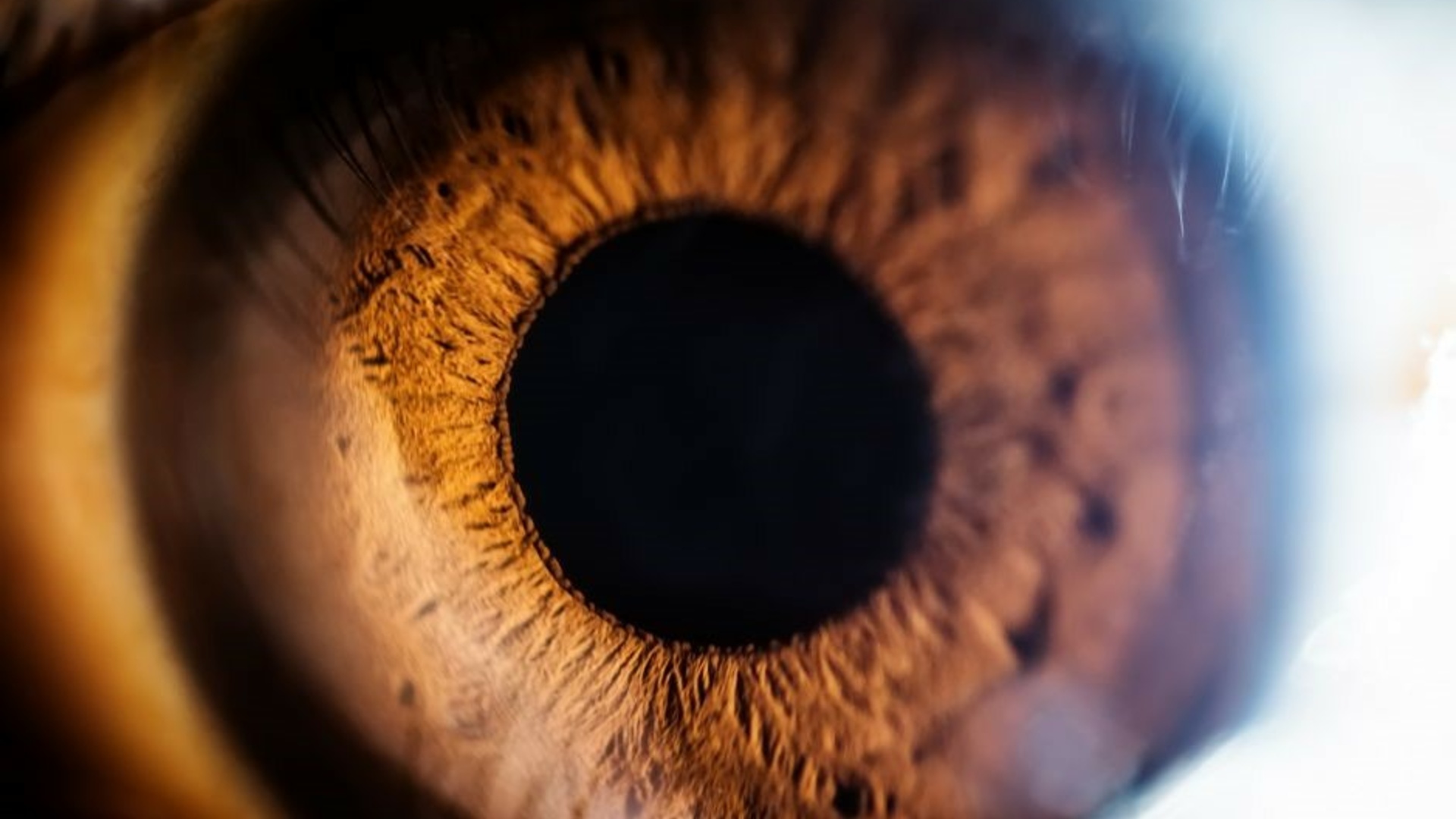 College of Pharmacy | The University of Iowa